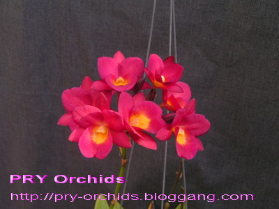 Bloggang.com : PRY Orchids