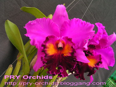 Violet Cattleya