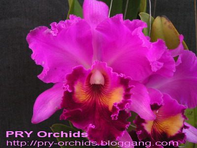 Violet Cattleya