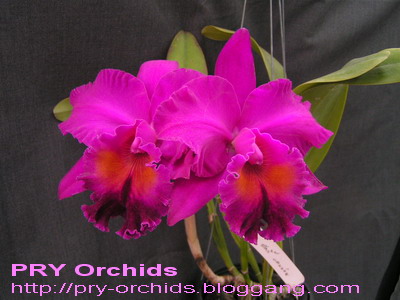 Violet Cattleya