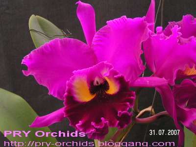 Violet Cattleya