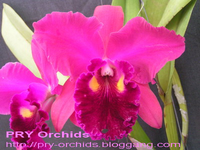 Violet Cattleya
