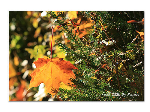 To Catch A Falling Leaf