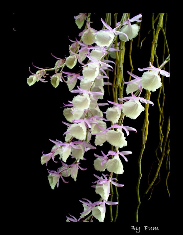 Den. primulinum