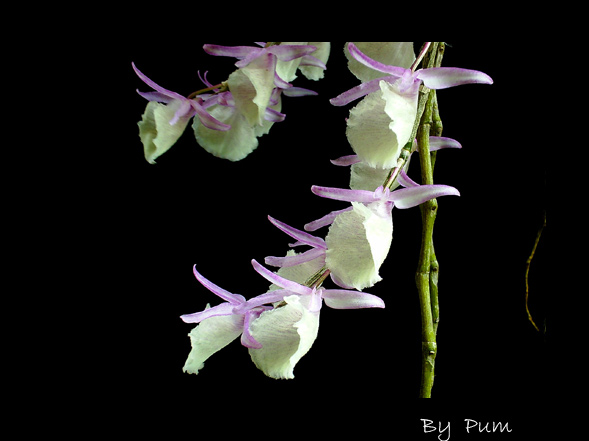 Den. primulinum