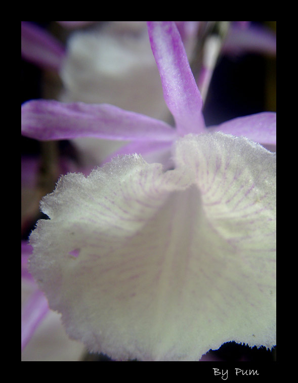 Den. primulinum