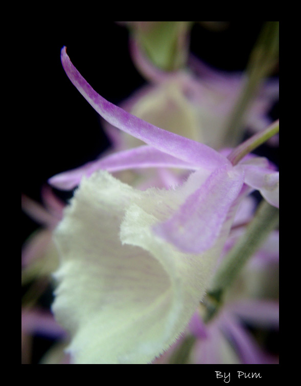 Den. primulinum