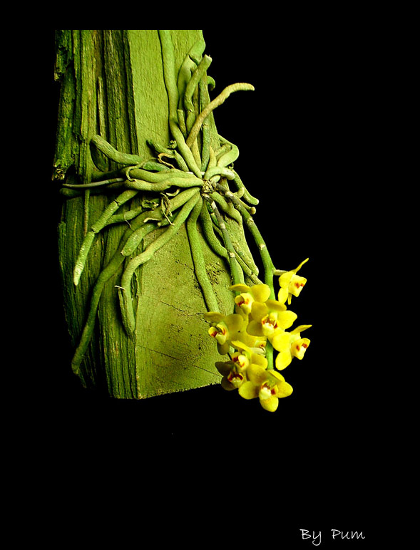 Chiloschista nakornpanomensis