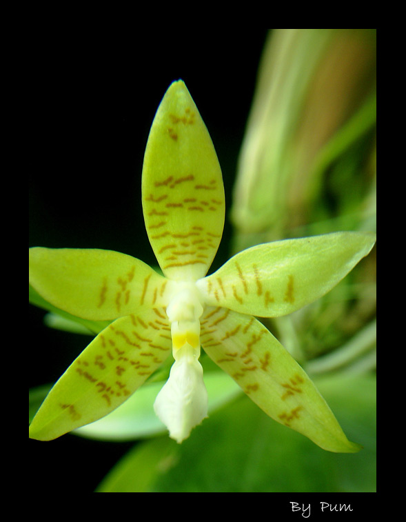 Phal. pallens