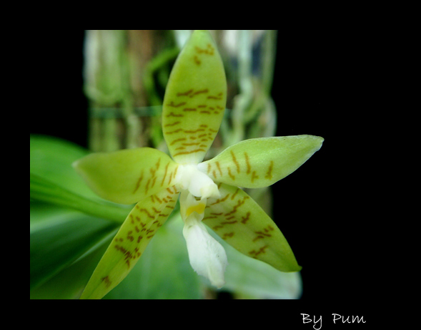 Phal. pallens