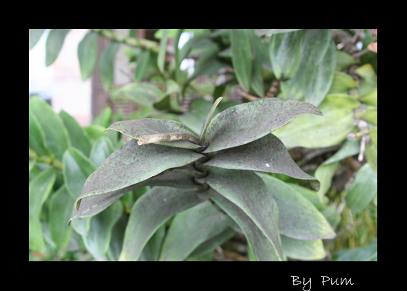 โรคราดำ (Sooty mold)