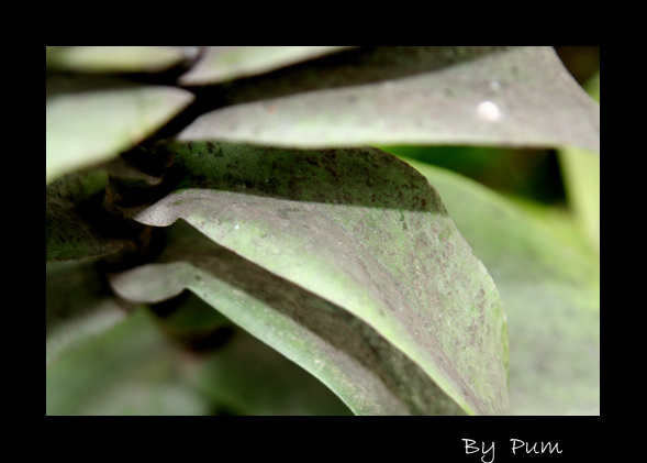 โรคราดำ (Sooty mold)