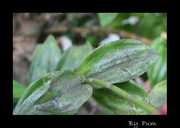 โรคราดำ (Sooty mold)