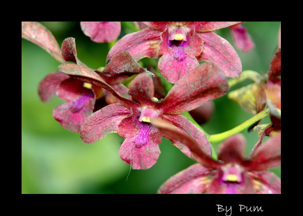 โรคราดำ (Sooty mold)