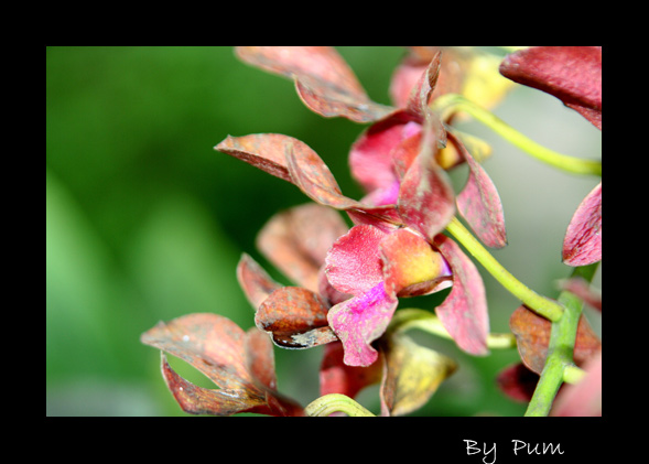 โรคราดำ (Sooty mold)