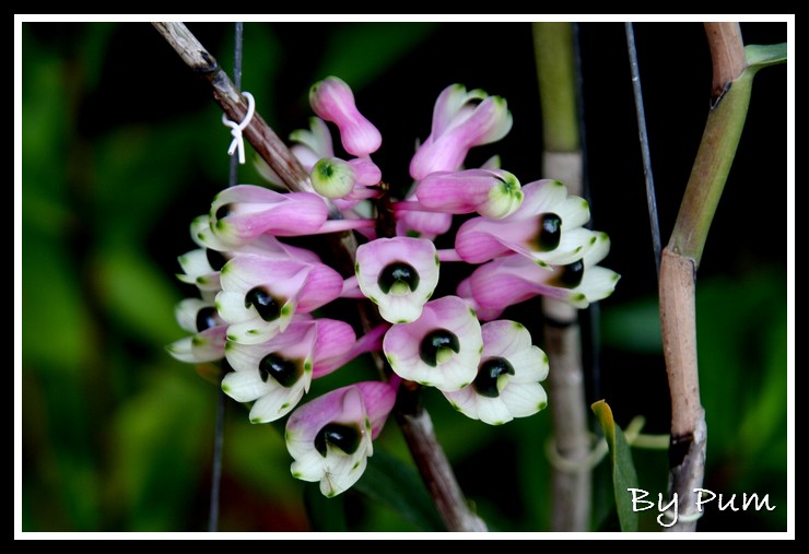 Den. smilliae "Lakeland"