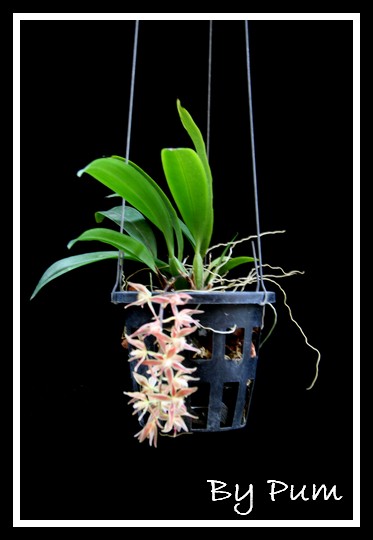 BlogGang.com : : ปุ้ม ครับ - Macradenia multiflora