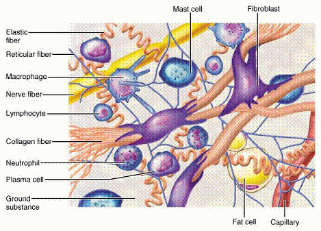 ผิวสามชั้น กับความลับของผิวสวย