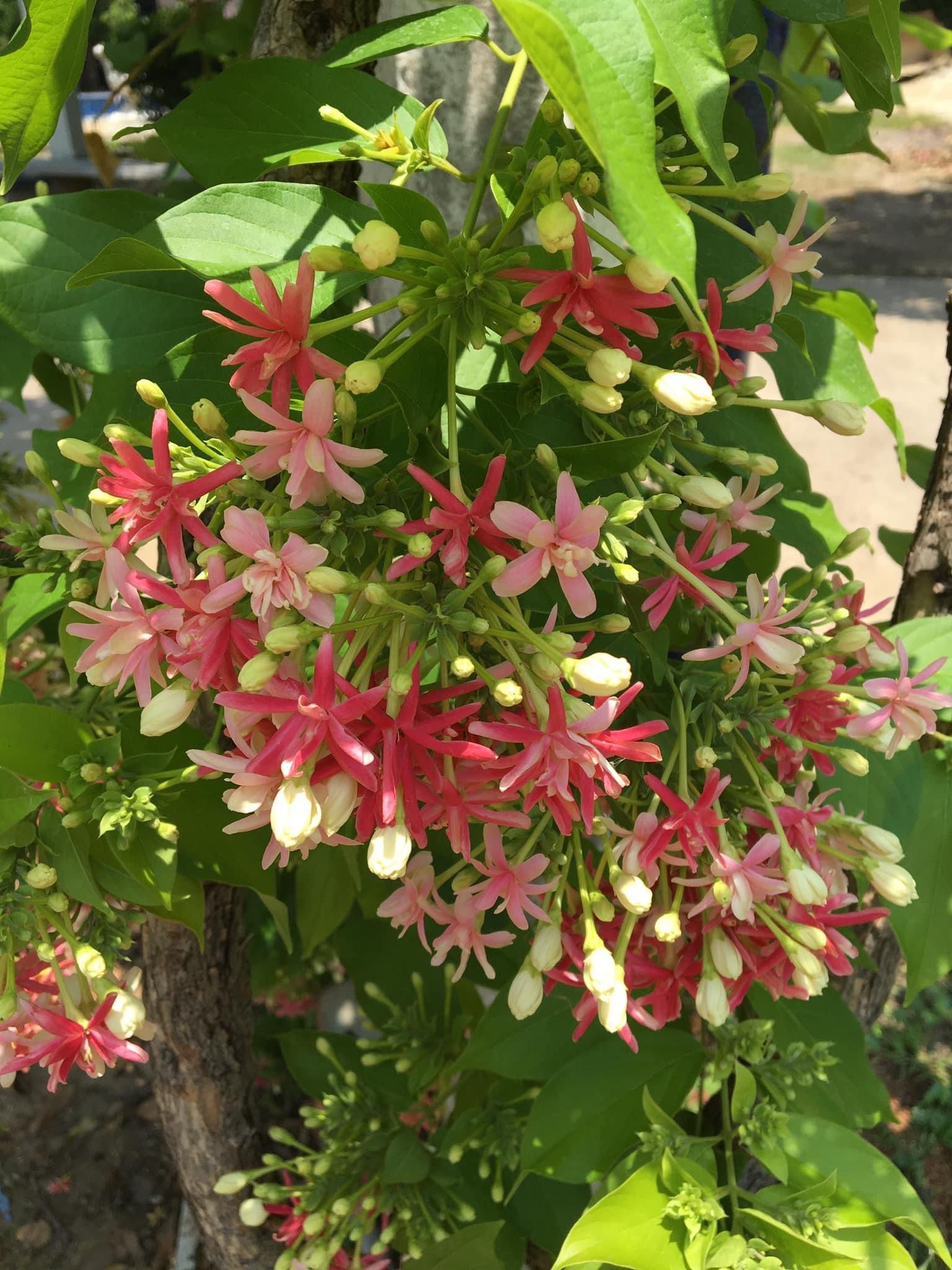 Bloggang.com : : radiergummi : ต้นเล็บมือนาง