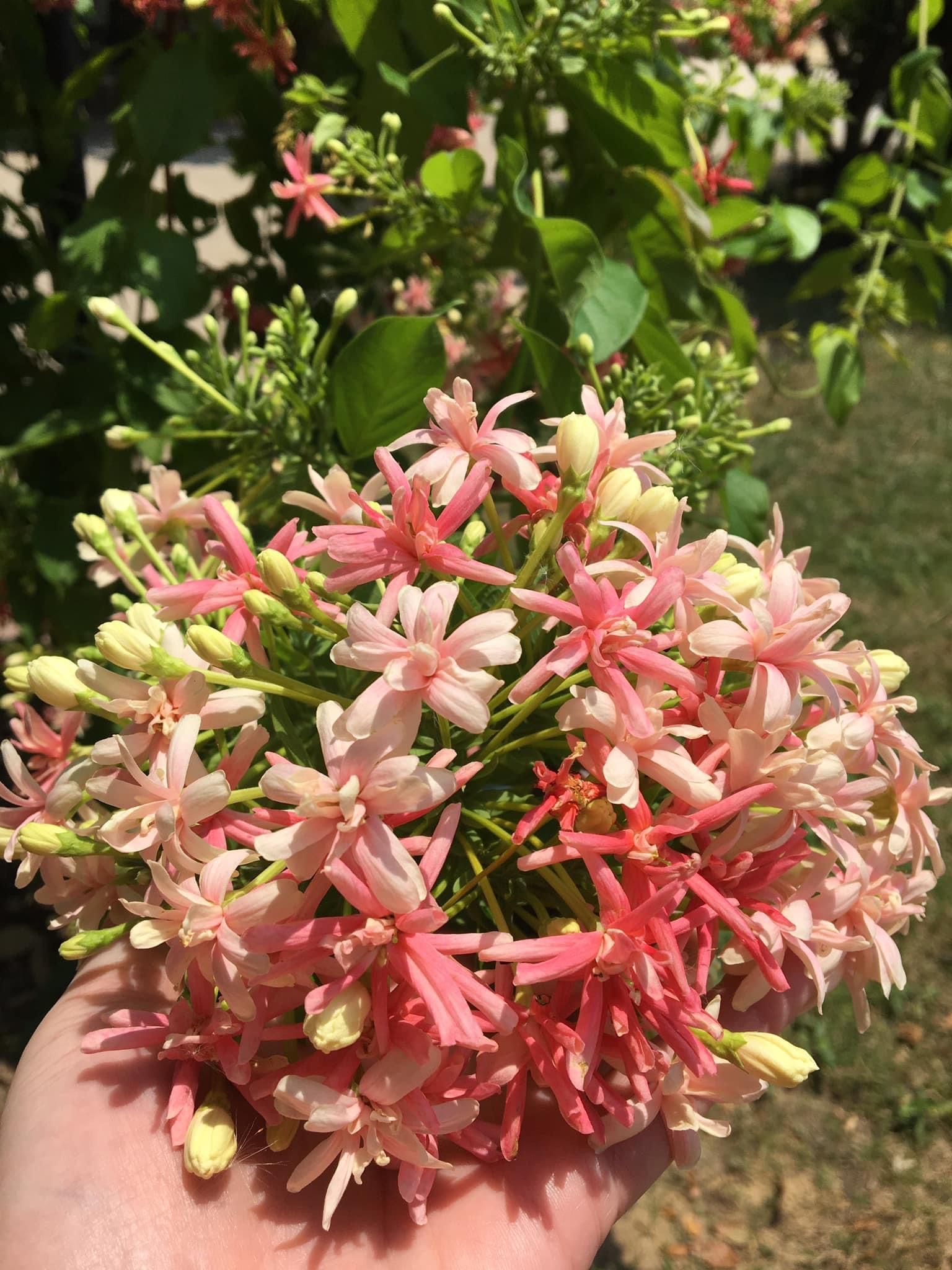 Bloggang.com : : radiergummi : ต้นเล็บมือนาง