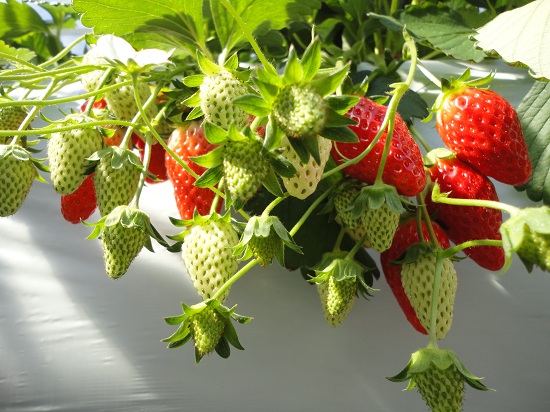 ไปกินสตอเบอรี่ที่สวนกัน......