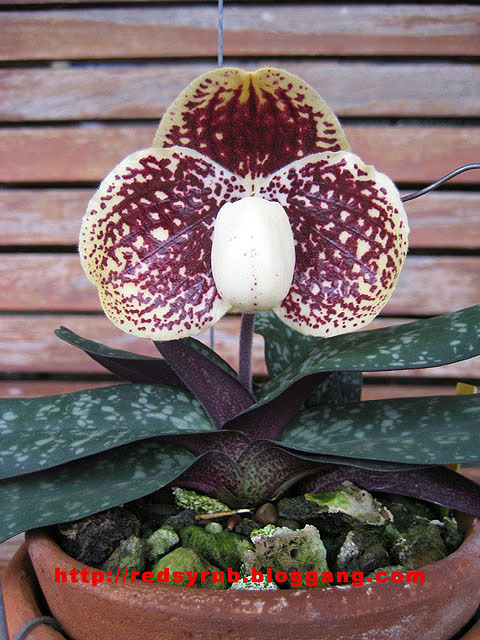 Paphiopedilum godefroyae : MU 107