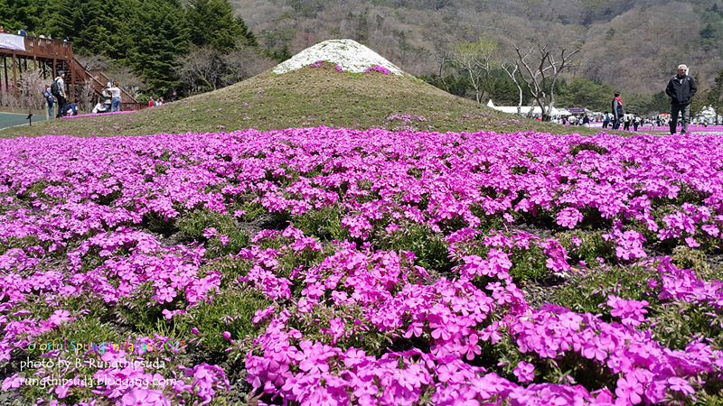 Colorful Spring in Japan 2015...by x-file Shibazakura