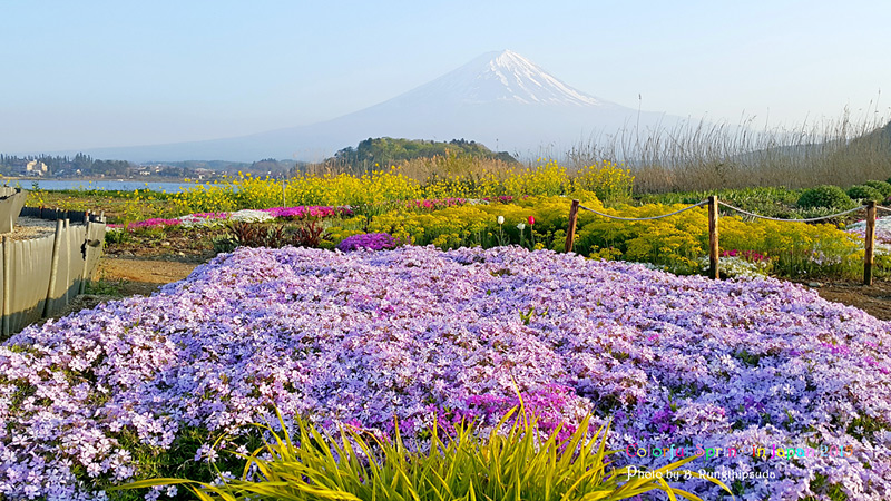 Colorful Spring in Japan 2015...by x-file Shibazakura