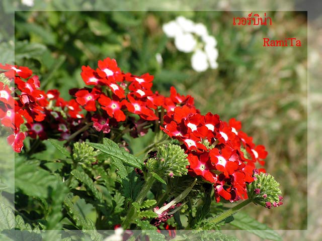 สวนดอก....ดอกไม้สวย