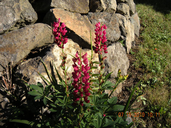 ความเศร้าในใจ ละลายได้ในสวนสวย