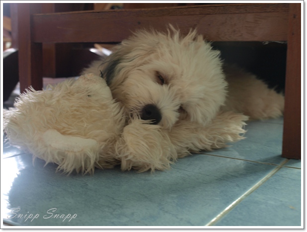 มาย...เบบี๋