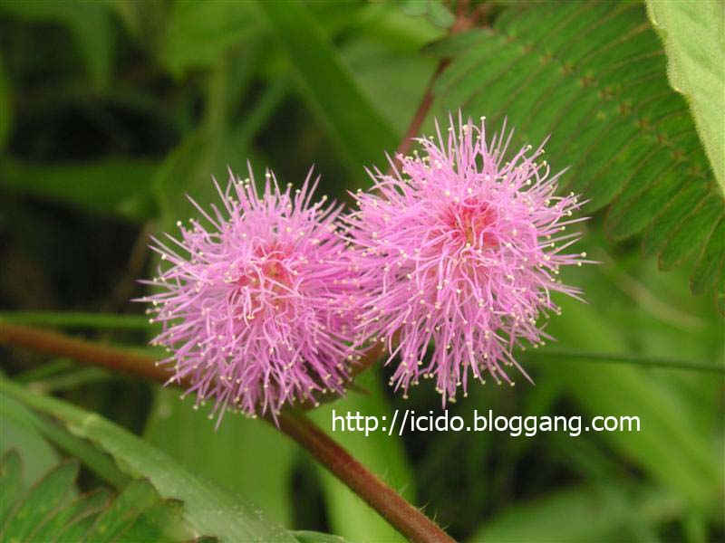 ไมยราบ sensitive plant, shame bush