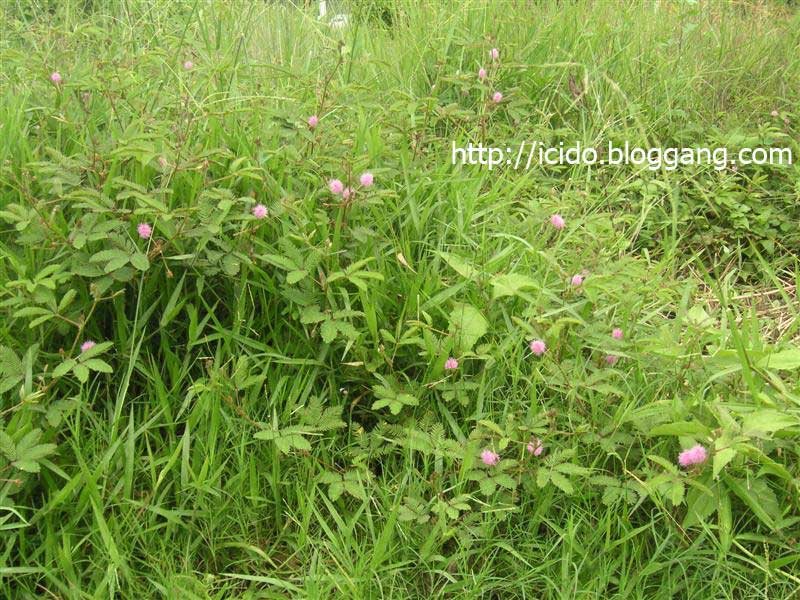 ไมยราบ sensitive plant, shame bush