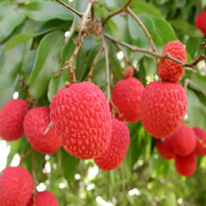 Temperate Fruit Online: Fruit