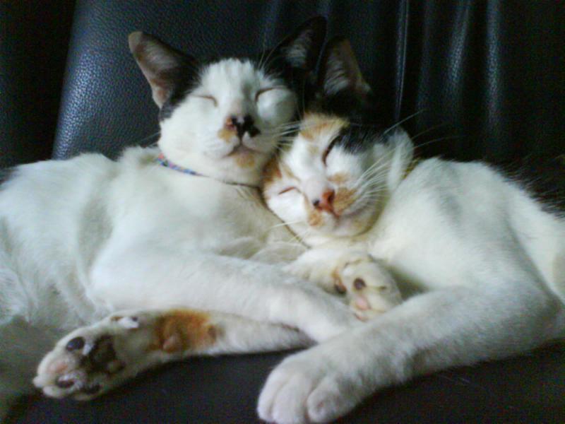 กิ๊กโก่น้อย Vs เสือน้อย