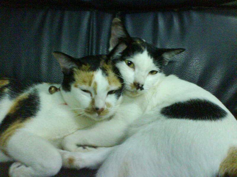 กิ๊กโก่น้อย Vs เสือน้อย