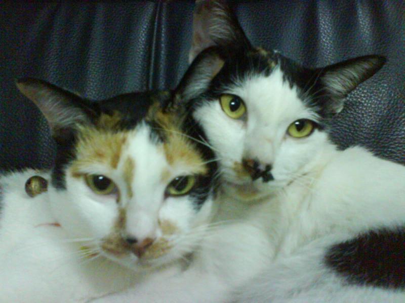 กิ๊กโก่น้อย Vs เสือน้อย