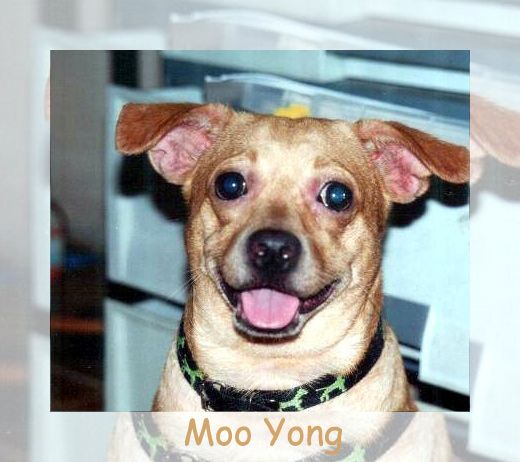 "Moo Yong" My little dog