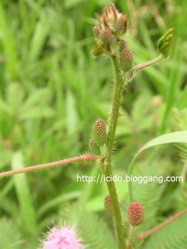 ไมยราบ sensitive plant, shame bush