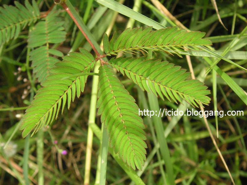 ไมยราบ sensitive plant, shame bush