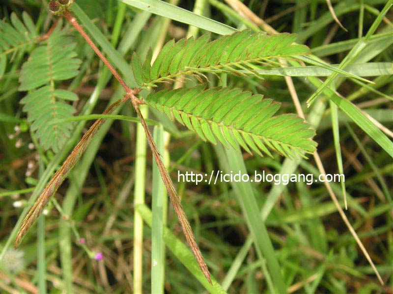 ไมยราบ sensitive plant, shame bush
