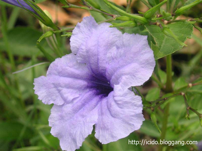 ต้อยติ่ง Popping pod