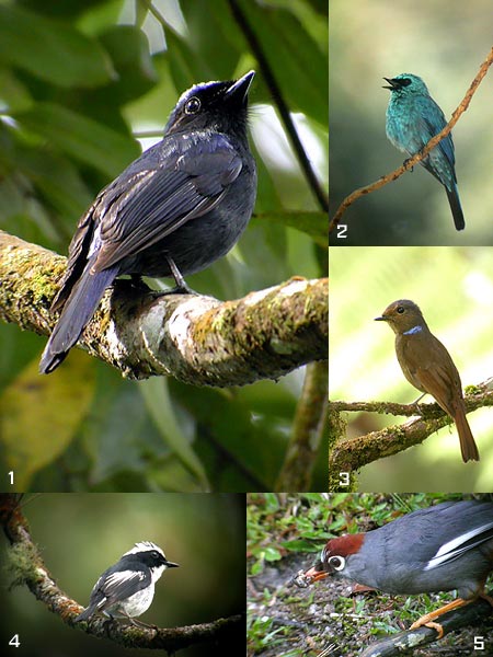 Fraser Hill : Songkran Operation