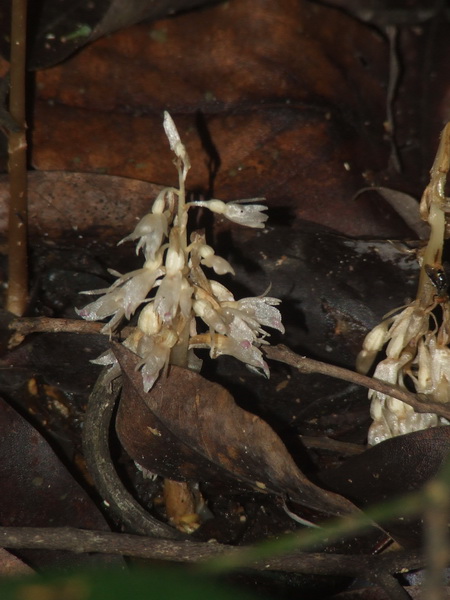 Epipogium roseum (D.Don) Lindl.