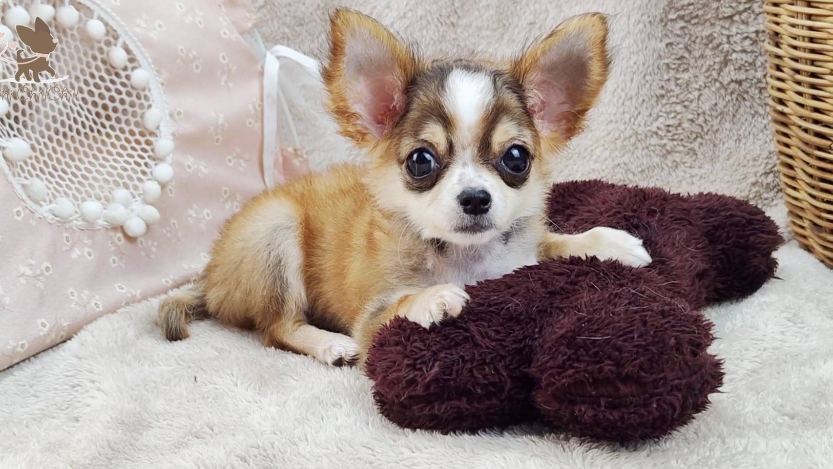 ชิวาวาทีคัพ ตัวน้อยๆของเรา