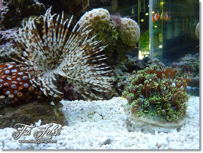 Bloggang.com : Tui Laksi : ตู้ปลา ( Aquarium): ตู้ปลาทะเล และ ตู้ปลาน้ำจืด