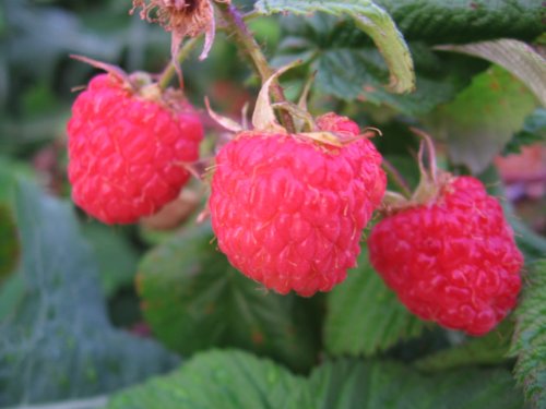 Temperate Fruit Online