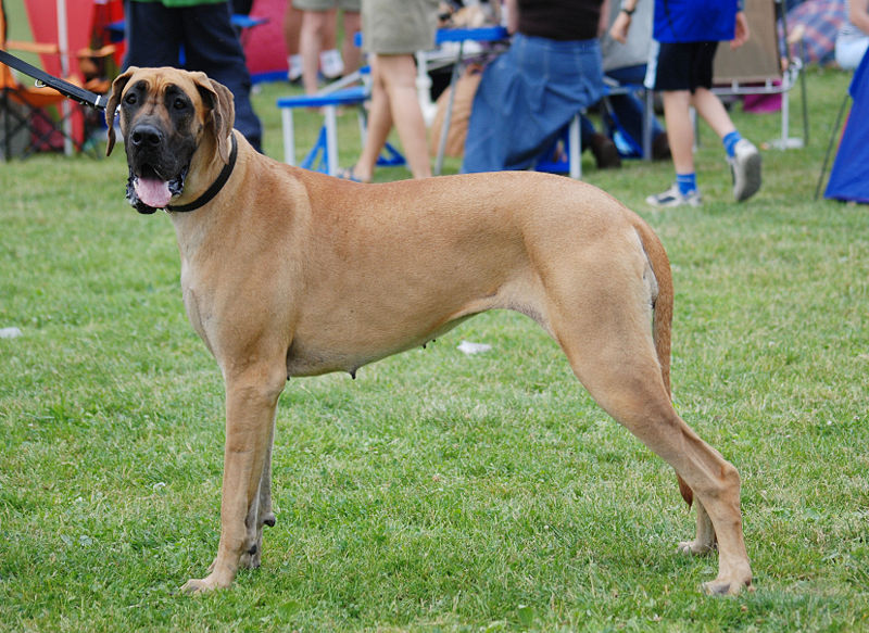 เกรตเดน (Great Dane)