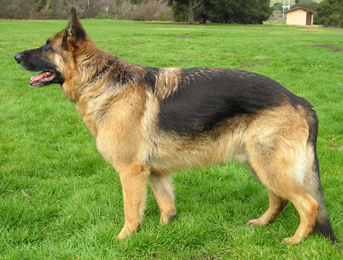 เยอรมันเชฟเฟิร์ด (German Shepherd) หรือ อัลซาเชียน (Alsatian)