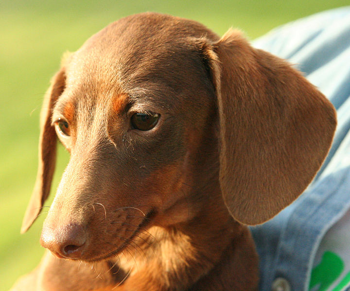 ดัชชุน (dachshund)